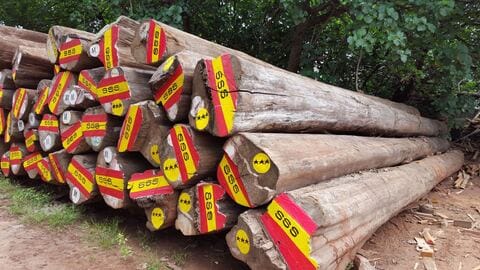 R K Timbers, Pallavaram - Teak Wood Dealers in Chennai - Justdial