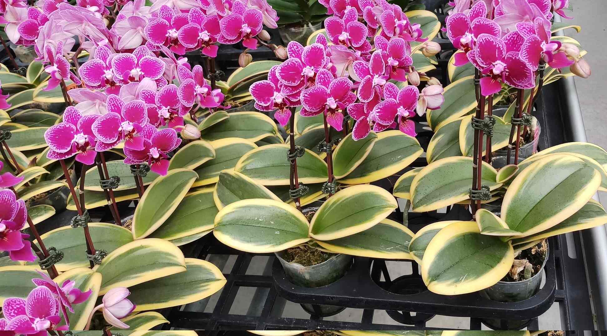Pots and petals store