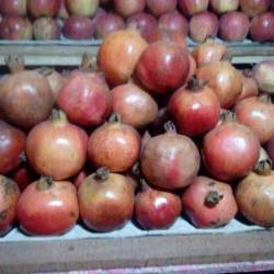 AK Fruits, Pipliyahana - Fruit Wholesalers in Indore - Justdial