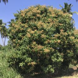Perumal Nursery Gardens, Pochampalli - Plant Nurseries in Krishnagiri ...