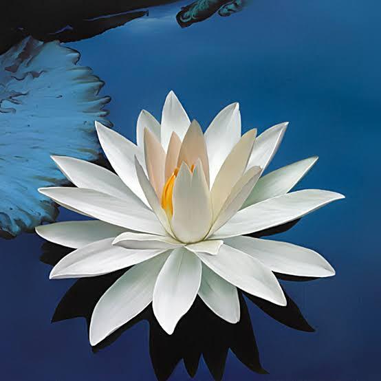 Lotus Healing World in Civil Lines Delhi Best Past Life Regression Treatment Centres in Delhi Justdial
